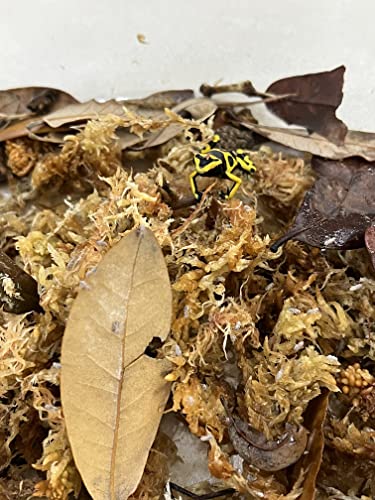 Josh's Frogs Producing Wingless Drosophila Melanogaster Fruit Fly Culture