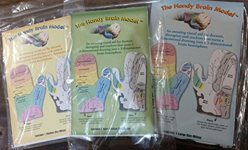 Handy Brain Model B-1.2 (adult medium)