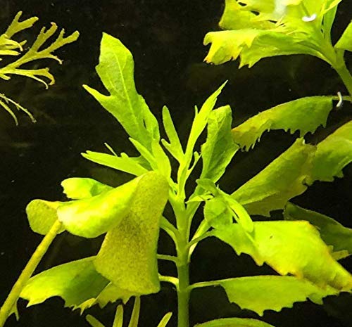 Planterest β Water Wisteria Hygrophila Difformis Bunch Live Aquarium Plant Decorations BUY2GET1FREE