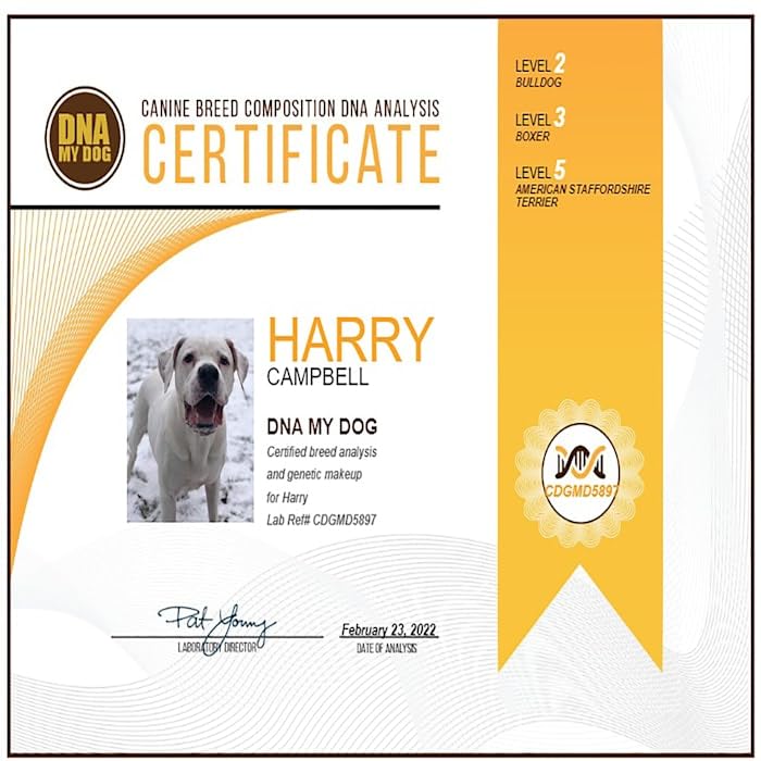 Dna My Dog Genetic Testing Kit β Essential Breed ID Test Mixed Breed Identification, Personality Traits β for Puppies to Adult Dogs, Non-Invasive Cheek Swab