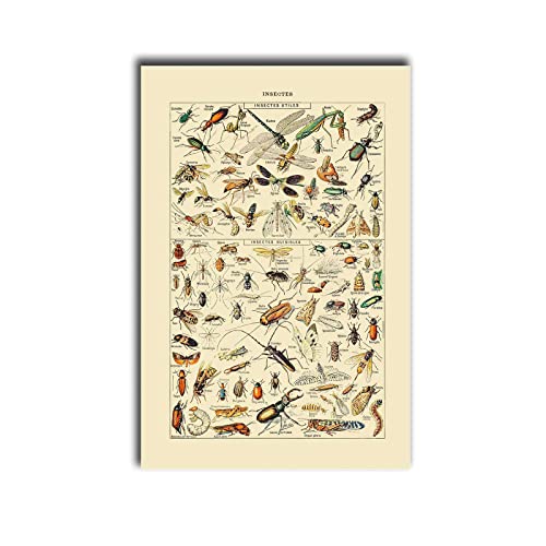 Poster Canvas ArtVintage Aesthetics Insect Dragonfly Praying Mantis Cricket Art Poster Newspaper Adolphe Millot Prints Room Decor Bedroom Kitchen Office Home Wall Decor 16x24inch-without Frame