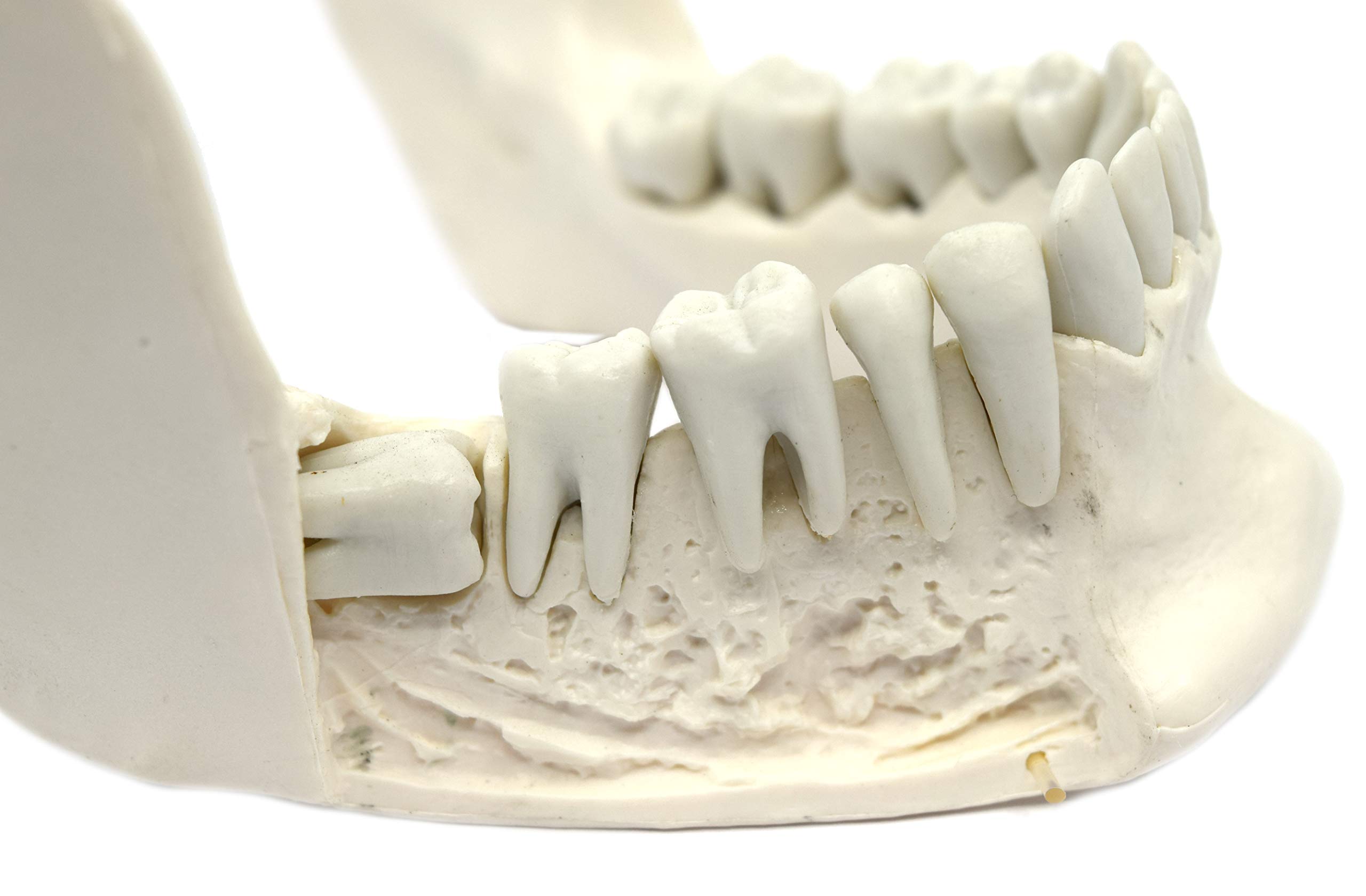 Lower Jaw Model, 16 Extractable Teeth - Anatomically Accurate Human Bone Replica - Natural Size, Natural Color - Eisco Labs