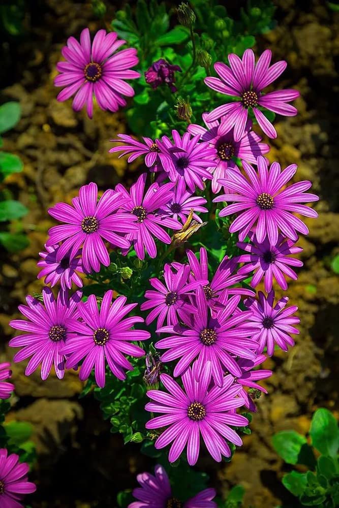 African Daisy Seeds Blue Eyed Daisy Osteospermum Wildflower Drought Flower 100 Seeds