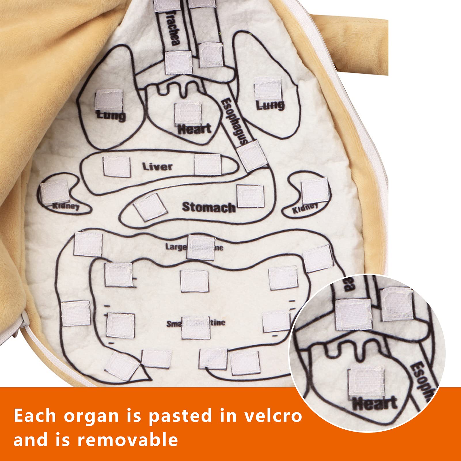 Organ Toy for Kids, Human Body Anatomy Awareness Teaching Tools, Preschool Educational Organ Plush Toys, Science Learning Kits for Home School Teaching Aids (Organ Toys)