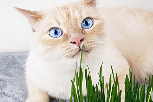 cat probiotics for Diarrhea - Cats Digestive AID - PROBIOTIC Formula - Treats - pet Digestive enzymes for cat - 3 Bottle (180 Chews)