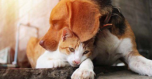 cat Urinary Tract Health Supplements - Best Urinary Tract Support - CAT and Dog Treats - Natural Way - Cranberry Supplements for Cats - 180 Treats (2 Bottle)