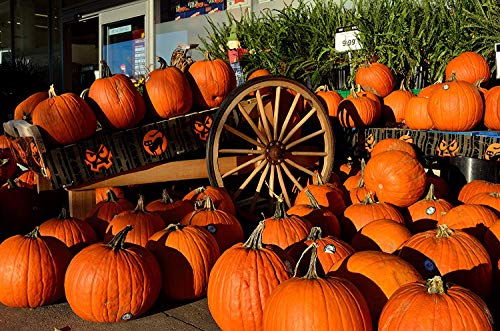 50 SPOOKIE Zucca aka Semi di Zucchero Profondo con semi di Zucca Cucurbita Pepo