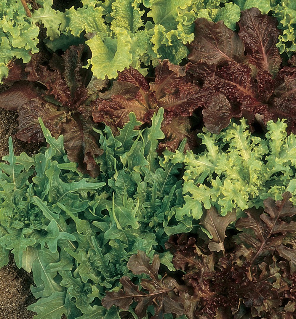 Burpee Gourmet Blend Lettuce Seeds 1100 seeds