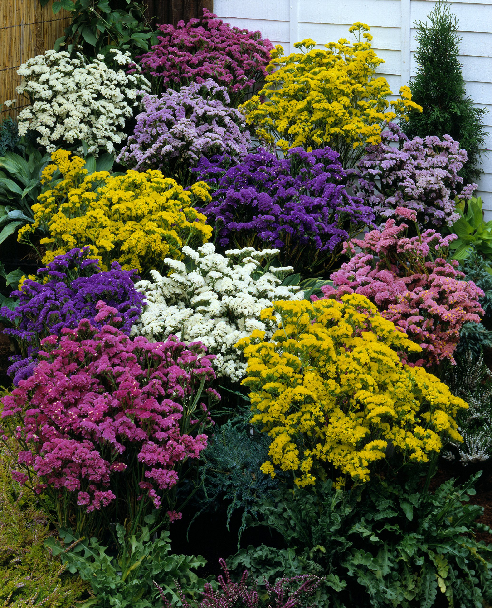 Burpee Mixed Bold Colors Statice Seeds 100 seeds