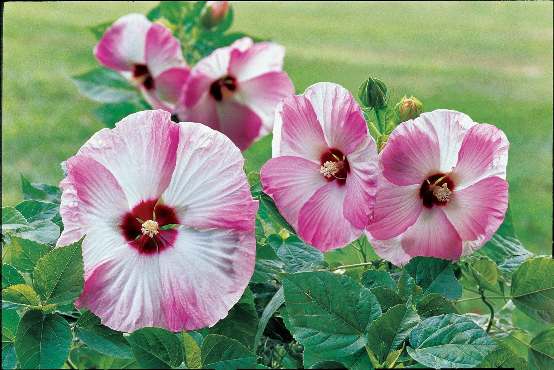 Burpee Pink Swirl Hibiscus Seeds 15 seeds