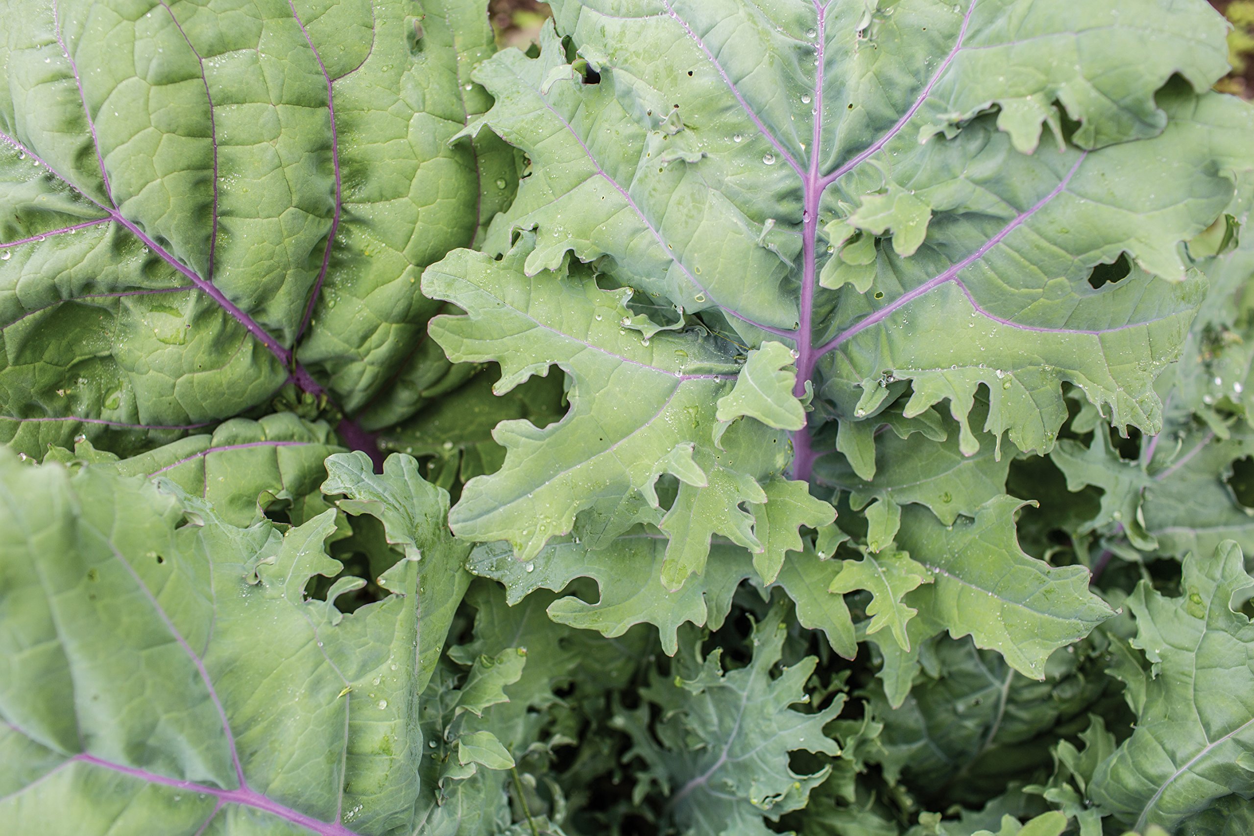 Burpee Red Winter Kale Seeds 345 seeds