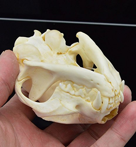 Hot Raccoon Skull Taxidermy Supplies Art Bone Vet Medicine 1:1 Lucky Cat