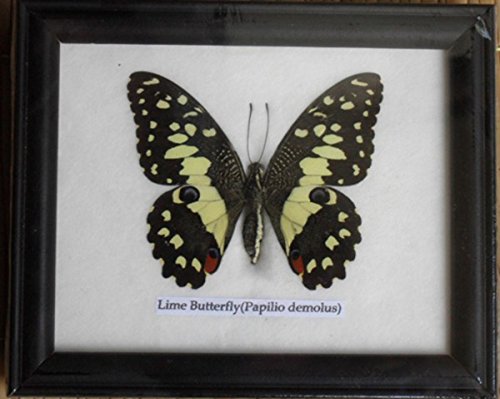 Insectfarm Framed Real Lime Butterfly Taxidermy and Insect Gift or Collection