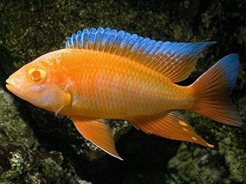 Live Fish - 6 Albino Sunshine Aulonocara Peacock African Cichlid 1.25" - 2" Breeding Colony