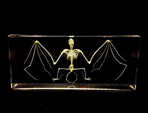 X-Large Taxidermy Real Bat Skeleton Specimens Science Classroom Specimen for Science Education(7.9x3.6x1.6 inch)