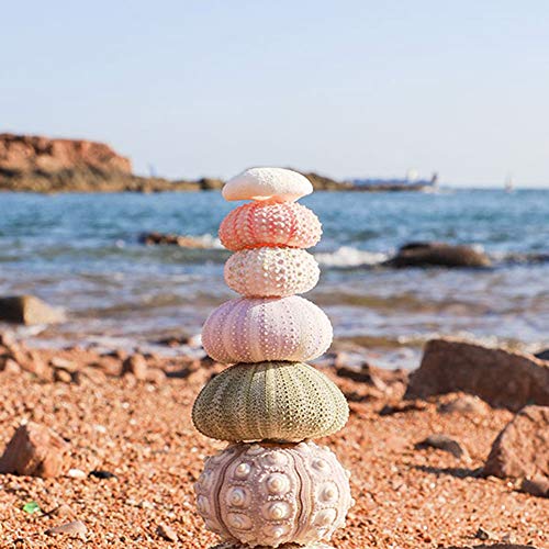 BUDDE 5 Pack Mini Sea Urchin Shell Hanging Pot-Air Plant Holder air Plant Hanging holdercute pots for succulentsin Cute Tillandsia Succulentwith Rustic Ropes