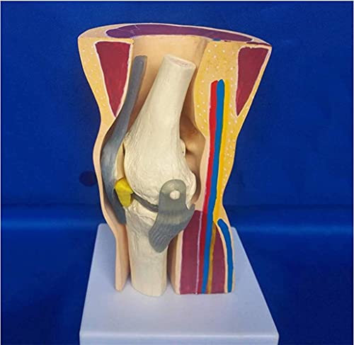 Anatomy Model Anatomical Human Knee Joint, Skin Bone Skeleton Model, Knee Joint Ligaments Skeleton Muscle Anatomy Model, Medical Educational Aid