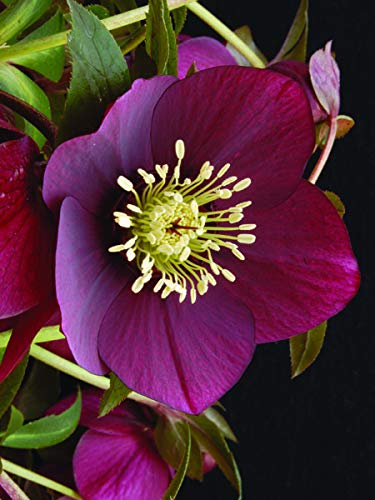 Perennial Farm Marketplace Helleborus x W.J. 'Ruby Wine' (Lenten Rose) Perennial, 1 Quart, Burgundy Flowers
