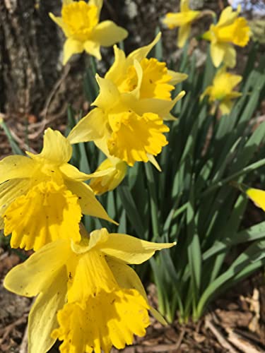 Dutch Master Daffodils (25 Bulbs) - Yellow Daffodil Narcissus Bulbs