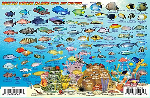 British Virgin Islands Dive Map & Coral Reef Creatures Guide Franko Maps BVI Laminated Fish Card