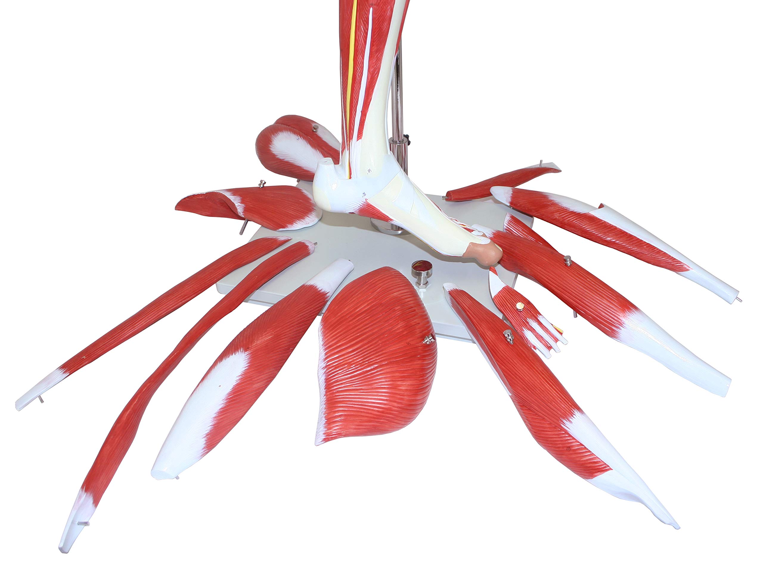 Jackson Global JS00098 Muscles of The Human Leg, 13 Parts | 64 Identifiable Structures