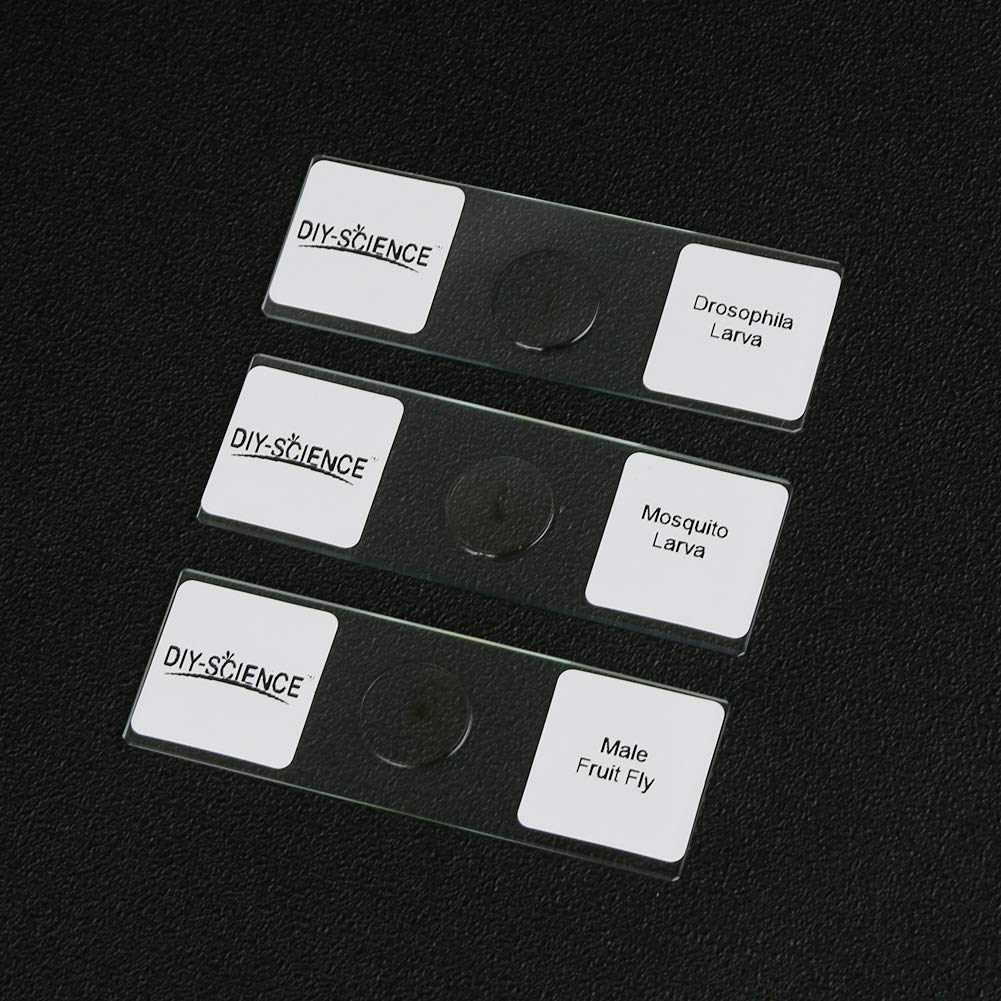 Prepared Whole Insects Microscope Slides Set, 10pcs Specimens for Kids Students Biology Class, Educational Gift (Whole Insects)