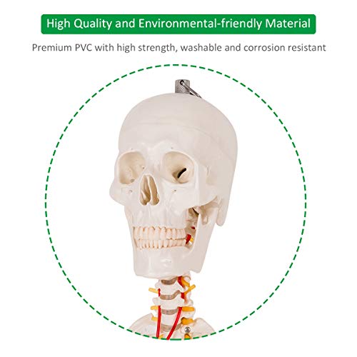Giantex B010L18XEW Life Size 70.8" Human Anatomical Anatomy Skeleton Medical Model + Stand