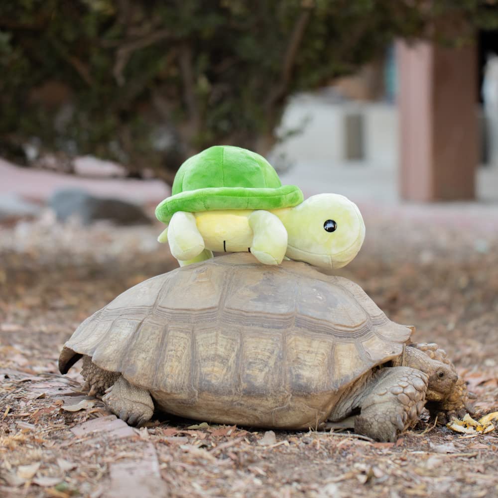 Bellzi Green Turtle Cute Stuffed Animal Plush Toy - Adorable Soft Turtle Toy Plushies and Gifts - Perfect Present for Kids, Babies, Toddlers - Torti