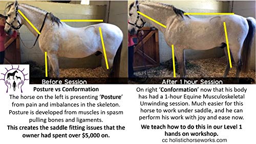Holistic Horseworks “Level 1: Equine Musculoskeletal Unwinding” DVD Course - Certified Horse Massage Therapy Technique - Earn a Certificate of Completion - For Novice and Pro Horse Lovers