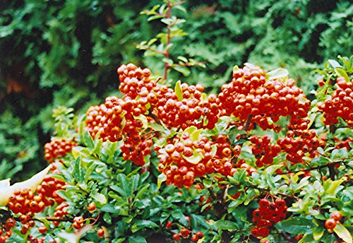 5 Semi di Pyracantha coccinea Agazzino Arbusto