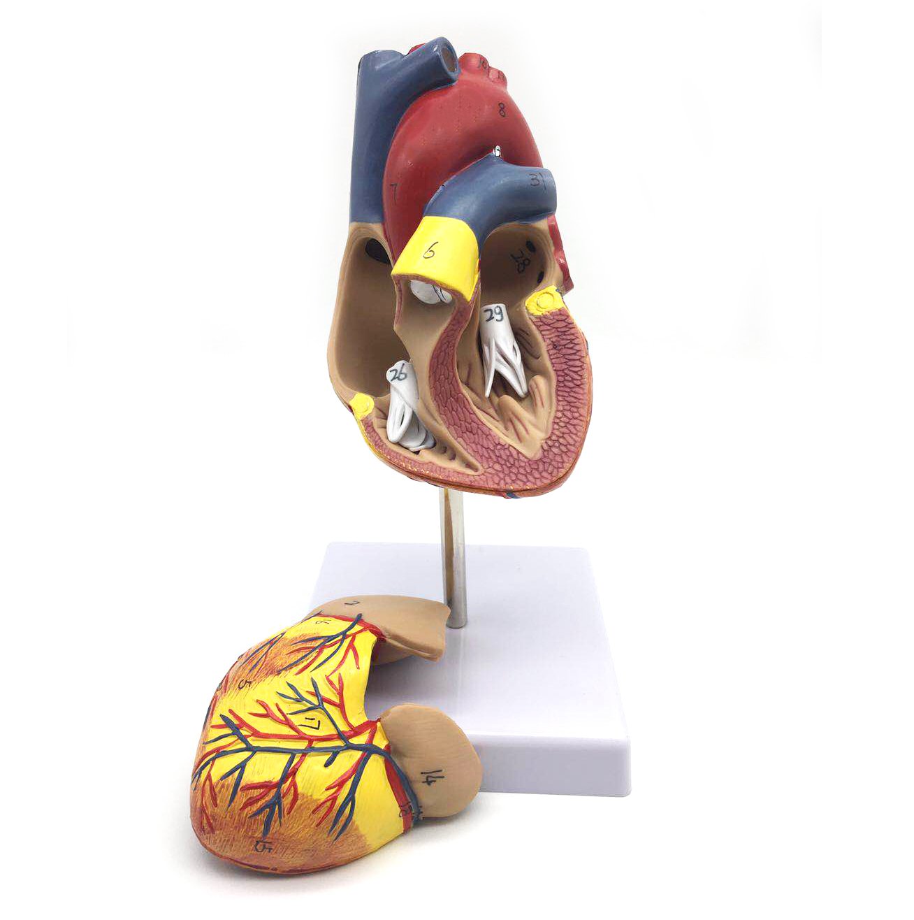 XINDAM 1: 1 Human Heart Model, Anatomically Accurate Heart Model Life Size Human Skeleton Anatomy for Science Classroom Study Display Teaching Medical Model