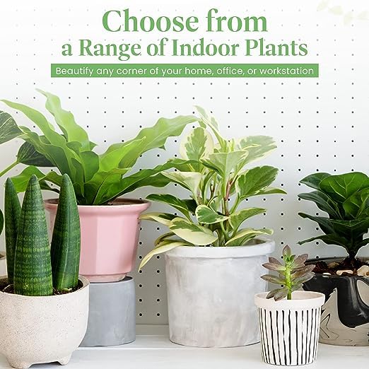 American Plant Exchange Arabica Coffee 3 Pack Fuit Producing Live Plants, Three 4" Pots, Fragrant White Flowers