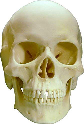 Life-Size Human Skull Anatomy Medical Studies Replica, Model 3093001