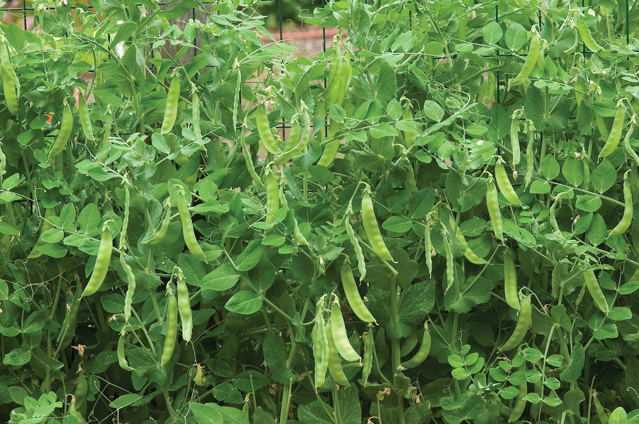 Burpee Snowbird Pea Seeds 300 seeds