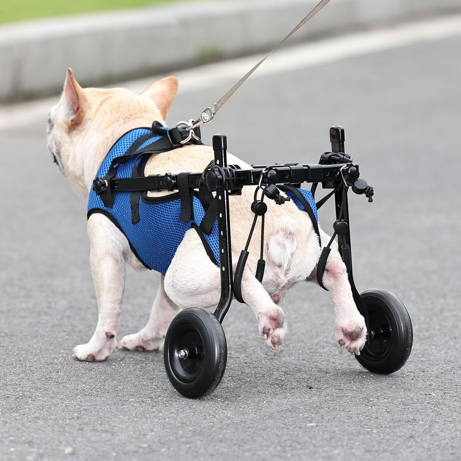 Adjustable Small Dog Wheelchair - Mobility Aid for Disabled Pets,Small Dog Wheelchair for Back Legs, Leg Brace & Hip Support (Middle)