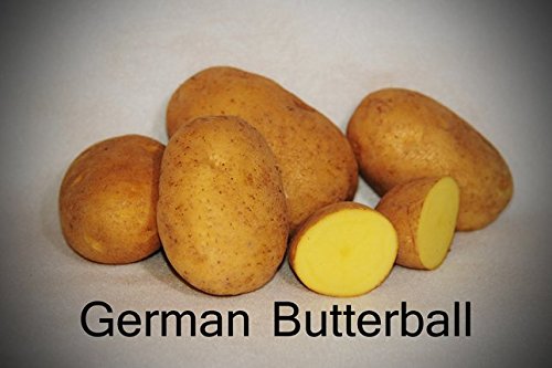 Color-Mix-Seed-Potato-Mix-Speciality-Potato-Blue-Red-Yellow-White-Excellent (5 LBS)