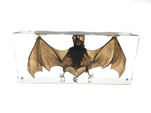 X-Large Taxidermy Real Bat Specimens Science Classroom Specimen for Science Education(7.9x3.6x1.6 inch)