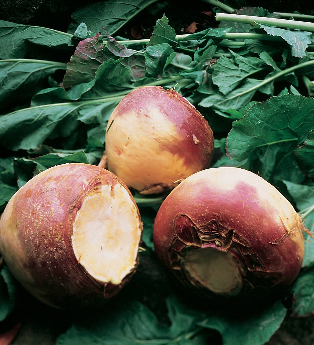 Burpee Purple Top Rutabaga Seeds 600 seeds