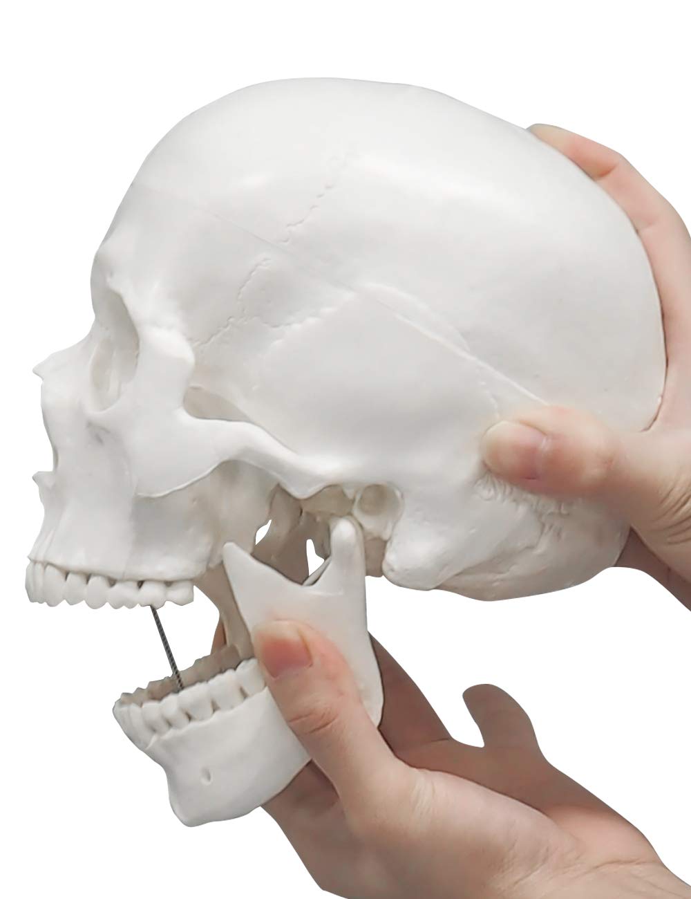 Human Skull Model, Life Size 3-Part Anatomical Model with Removable Skull Cap and Articulated Mandible for Medical Student Human Anatomy Study Course