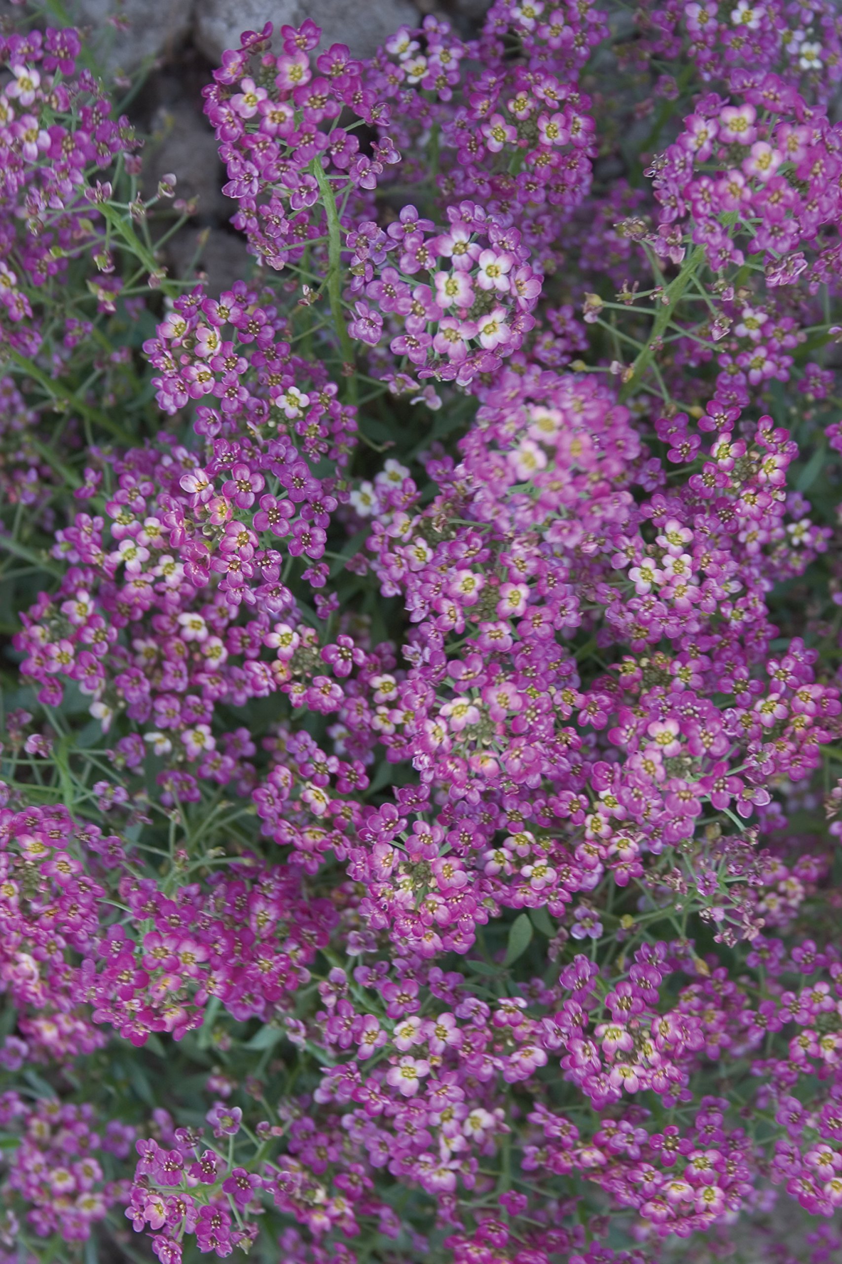 Burpee Royal Carpet Alyssum Seeds 2500 seeds