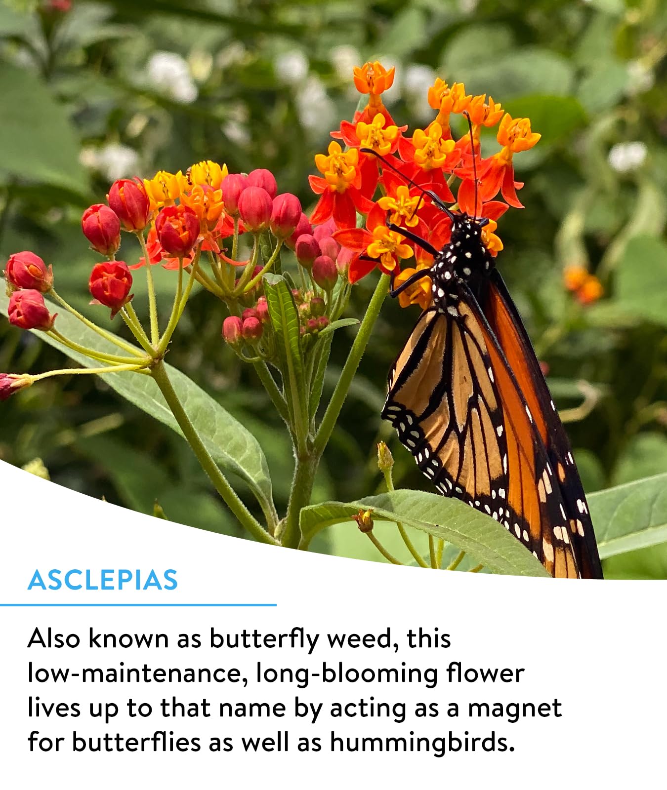 Burpee Wildflower 25,000 Bulk, 1 Bag 18 Varieties of Non-GMO Flower Seeds for Hummingbirds and Butterflies
