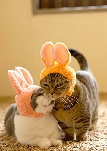 Kitan Club Cat Cap - Pet Hat Blind Box Includes 1 of 5 Cute Styles - Soft, Comfortable - Authentic Japanese Kawaii Design - Animal-Safe Materials, Premium Quality (Rabbit)