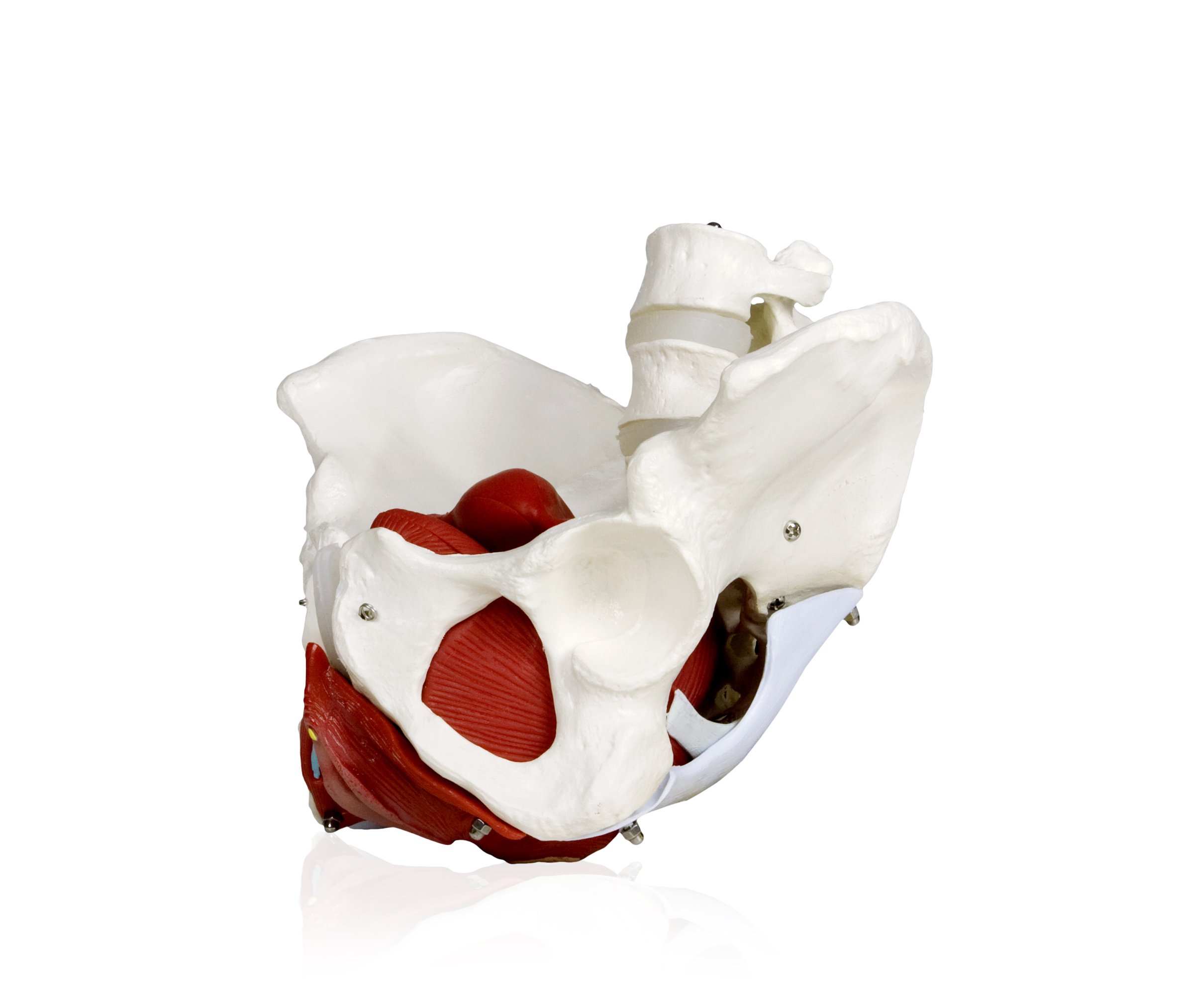 Jackson Global JS00024 Female Pelvis with Organs | Removable Organs Include Uterus, Colon and Bladder | Includes Detailed Instruction Manual