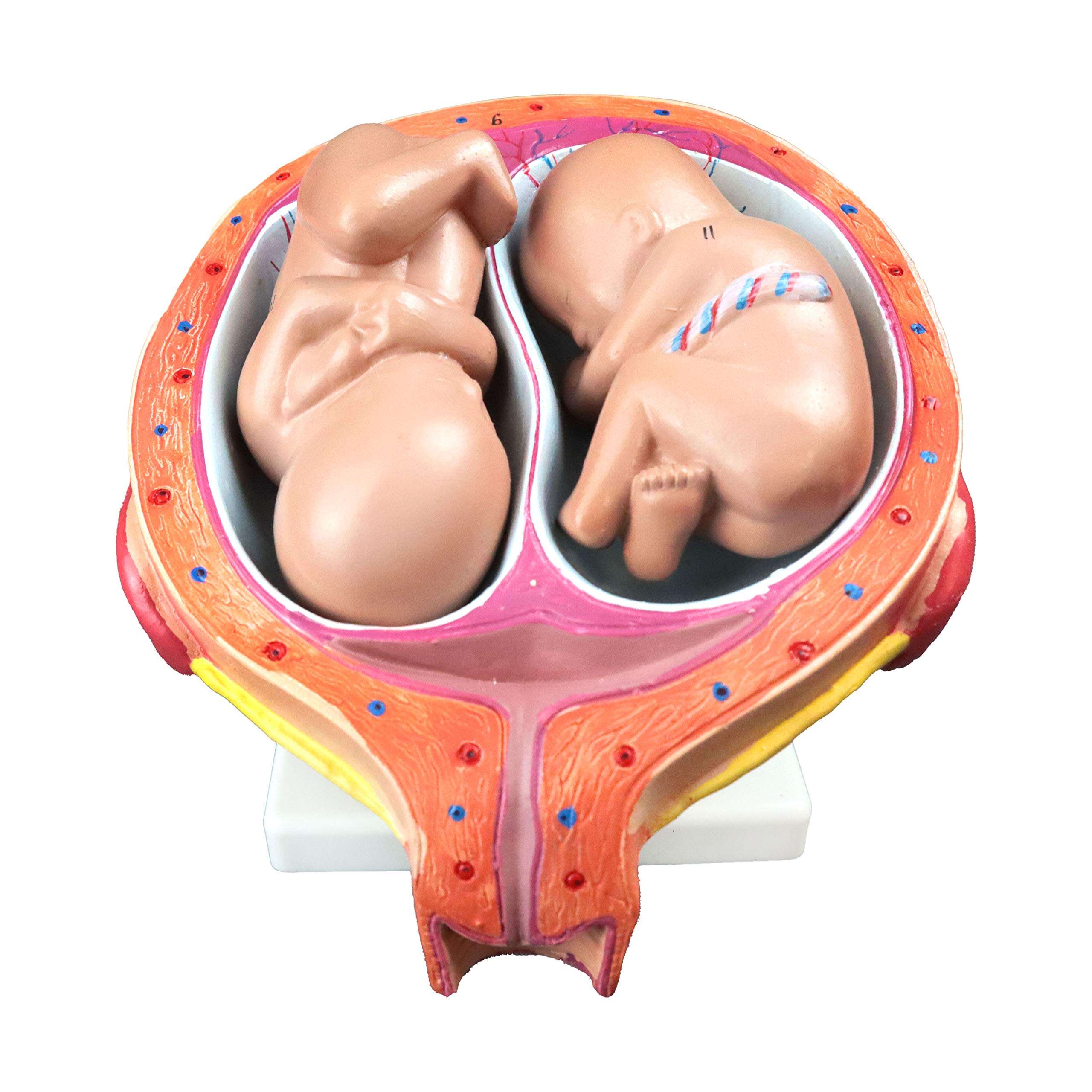 Jackson Global JS00073 Fetus Development Model | Set of 8 Models,14 Pieces in Total | Key Anatomical Features Labelled with Accompanying Key Card