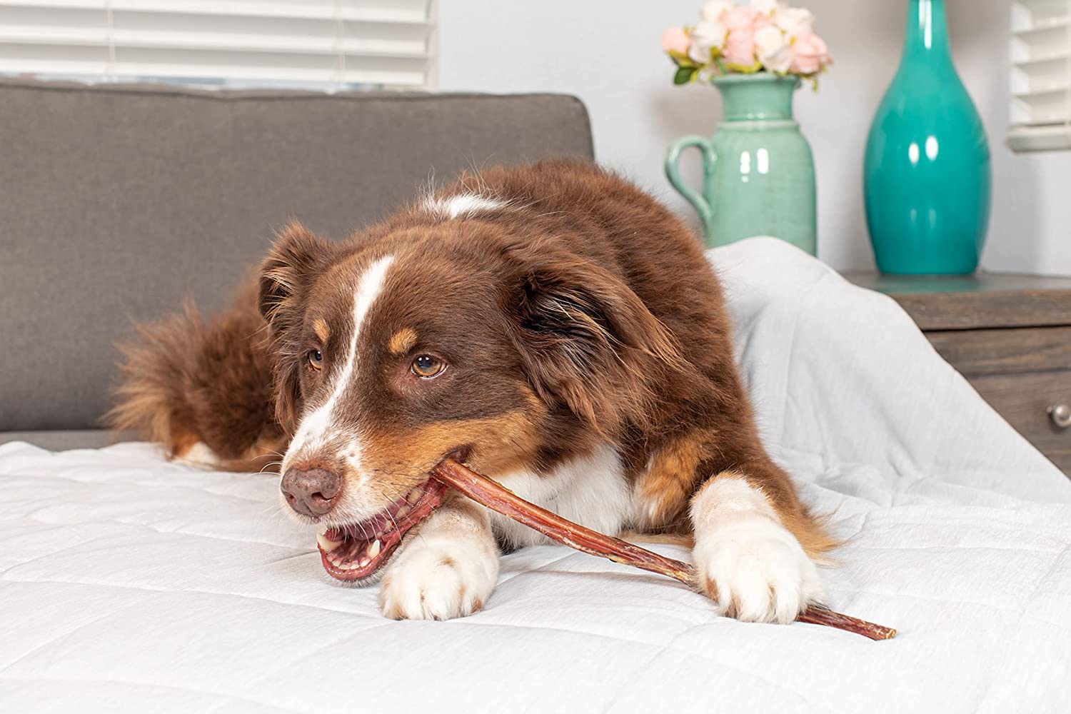 Natural Cravings USA Standard Steer Bully Sticks | All Natural | Odor Free | High Protein | Premium Quality Dog Chews | 12" - 5 Pack
