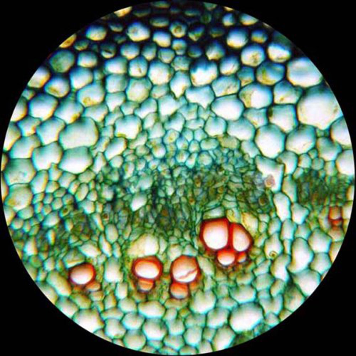 AmScope MU1003-CK 10MP Live Video USB3.0 Digital Microscope Camera 10 MP + Calibration Kit