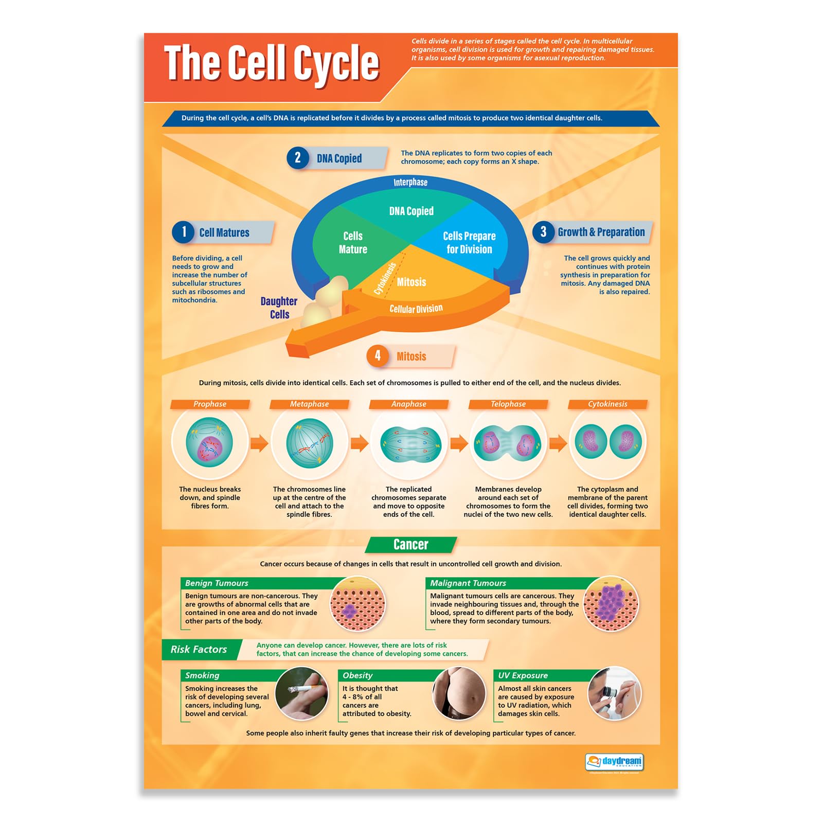 Daydream Education The Cell Cycle Poster - Gloss Paper - LARGE FORMAT 33” x 23.5” - STEM Classroom Decoration - Bulletin Banner Charts