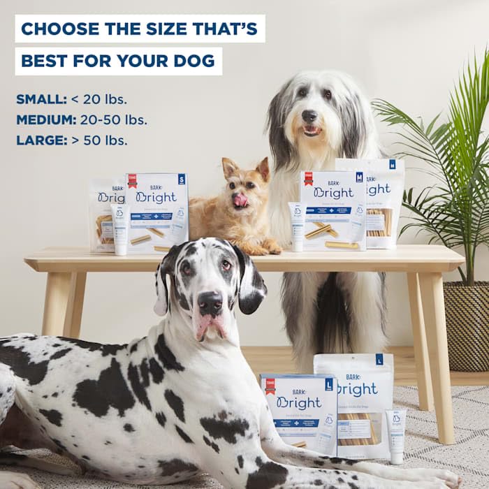 Bark BARK Bright Large Dental Kit for Dogs, 26.29 oz,31 Piece Set