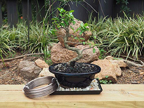 Anodized Aluminum 4.0mm Bonsai Training Wire 250g Large Roll (23 feet) - Choose Your Size and Color (4.0mm, Brown)