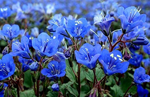 Bluebell s-e-e-ds, California Bluebells, WildFlọwer s-e-e-ds, Bulk s-e-e-d, 500s-e-e-ds